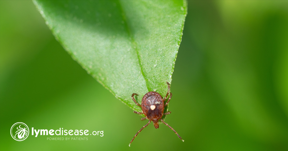 “Super-Fast” Lone Star Ticks are Showing up in New Places