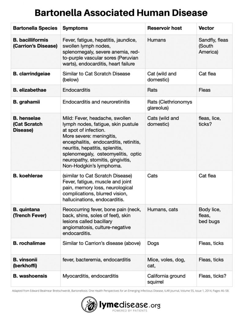 How prevalent is Bartonella in people who have Lyme disease?