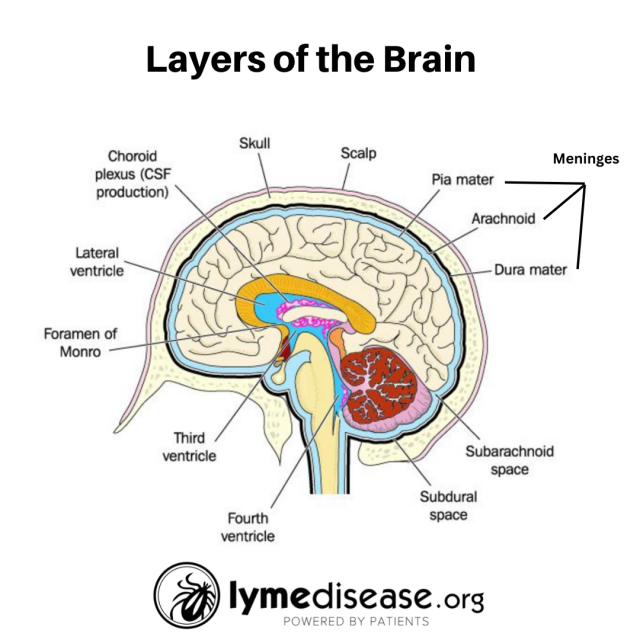 How to lift brain fog and boost your immune system
