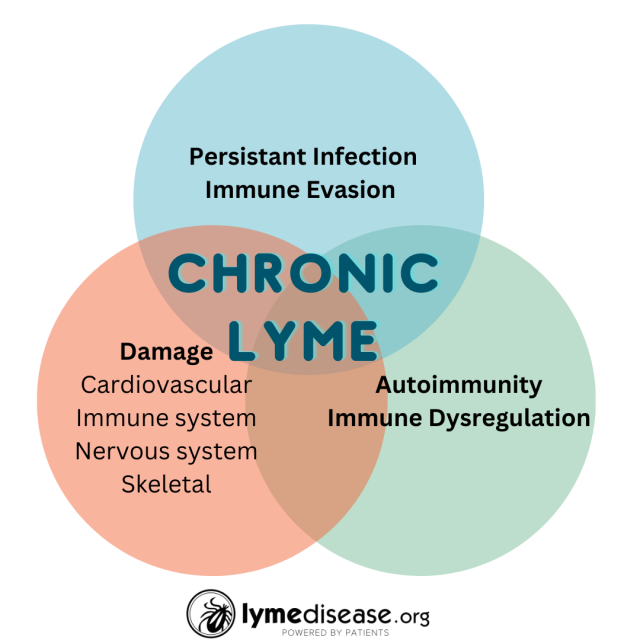 Why Lyme disease treatment sometimes doesn't work