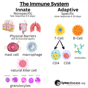 Why Lyme disease treatment sometimes doesn't work