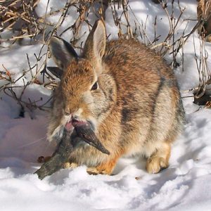 The tick-borne virus that makes rabbits grow horns | LymeDisease.org